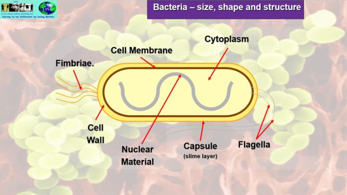 bacteria structure Archives - Food Safety Training