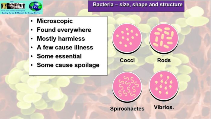 Bacteria – size, shape and structure – Food Safety Training