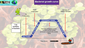 Bacterial Growth Curve – Food Safety Training