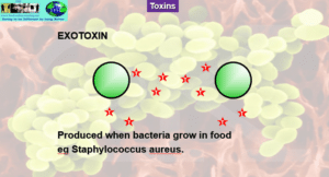 Spores and Toxins of Bacteria – Food Safety Training